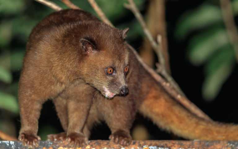 Golden Palm Civet: Sri Lanka’s Rare Wildlife Treasure - Share Traveller