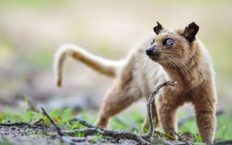 Golden Palm Civet: Sri Lanka’s Rare Wildlife Treasure - Share Traveller