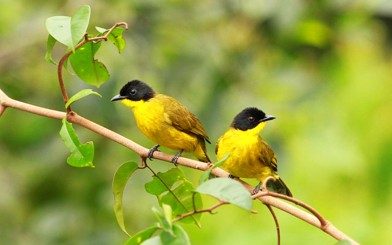 Discover the Endemic Black-Capped Bulbul of Sri Lanka - Share Traveller