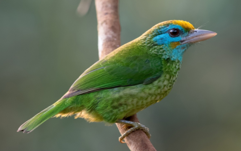 Discover the Yellow-Fronted Barbet – An Endemic Treasure of Sri Lanka’s ...