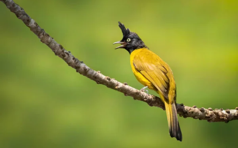The Black-Crested Bulbul – Sri Lanka - Share Traveller