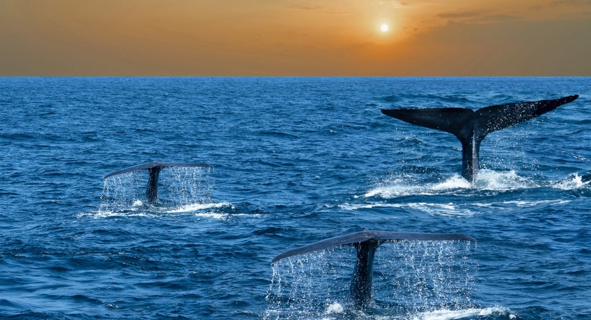 Mirissa – Whale Watching Meets Vibrant Nightlife – Share Traveller