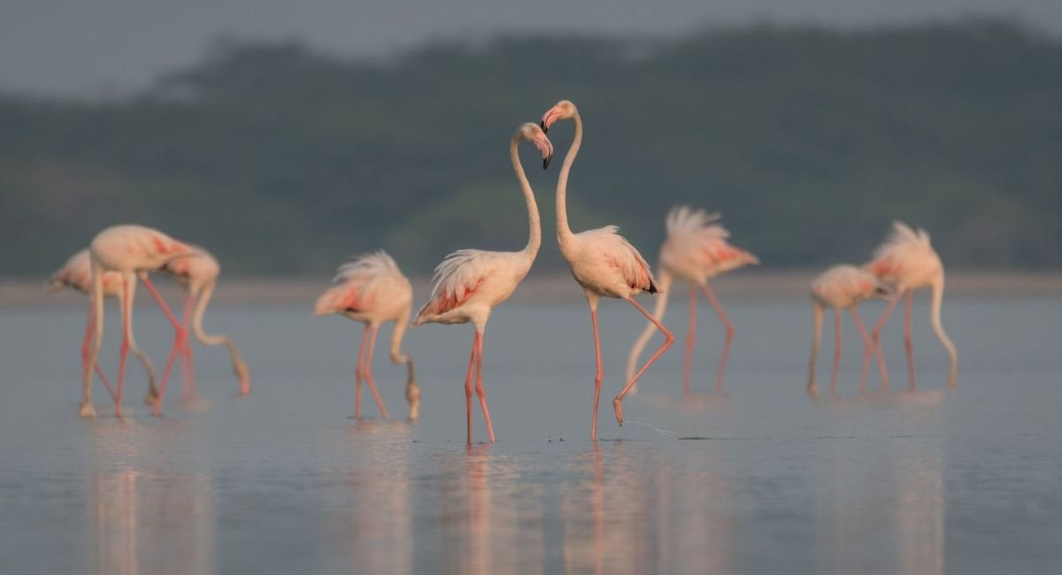 Adam’s Bridge National Park: A Natural Marvel of Sri Lanka – Share ...