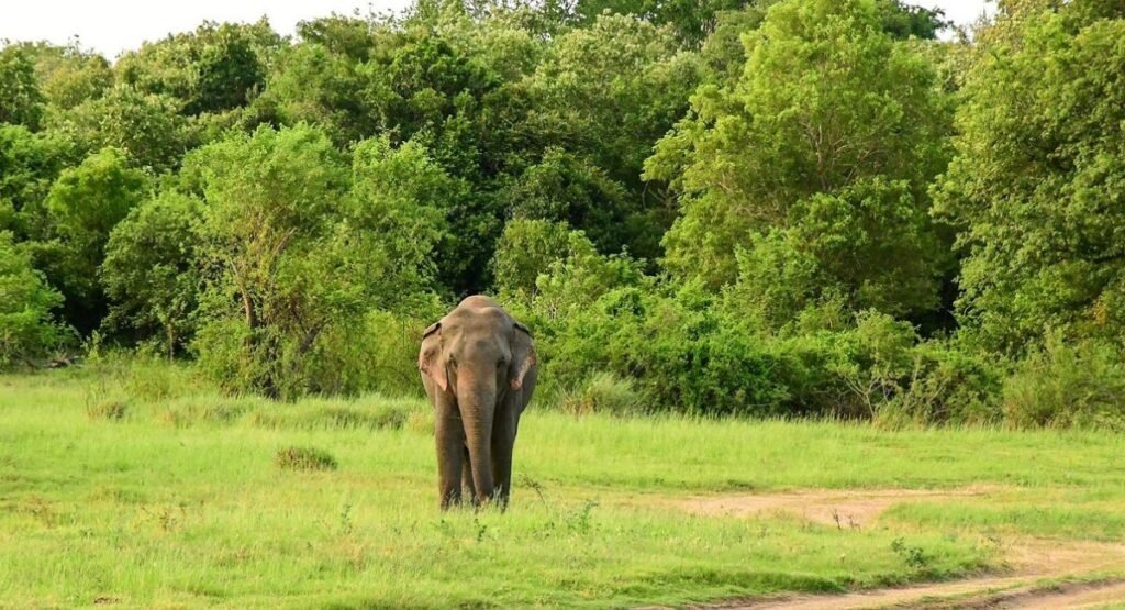 Minneriya National Park: A Complete Guide to Sri Lanka’s Wildlife Haven ...